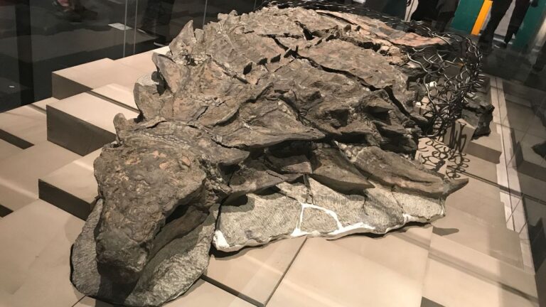 9 Iconic Dinosaur Fossils That Changed Our Perception of Prehistoric ...