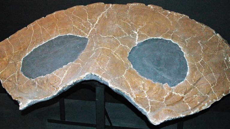 Dinosaur Growth Rings Offer a Glimpse into Their Lifespans and Ages ...