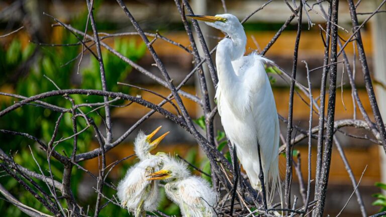 Do Modern Birds Hold the Key to Understanding Dinosaur Parenting Styles ...