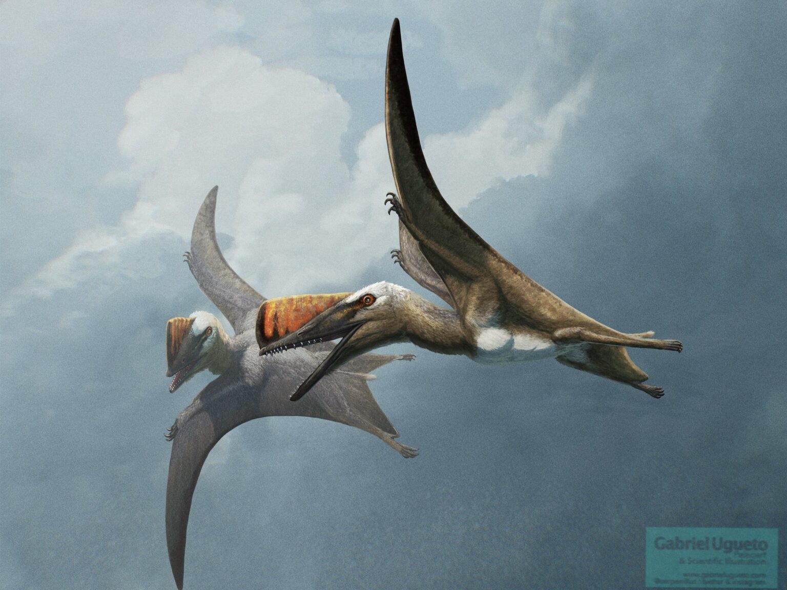Pterosaur Flight Dynamics: New Research Reveals How Ancient Wings Took ...