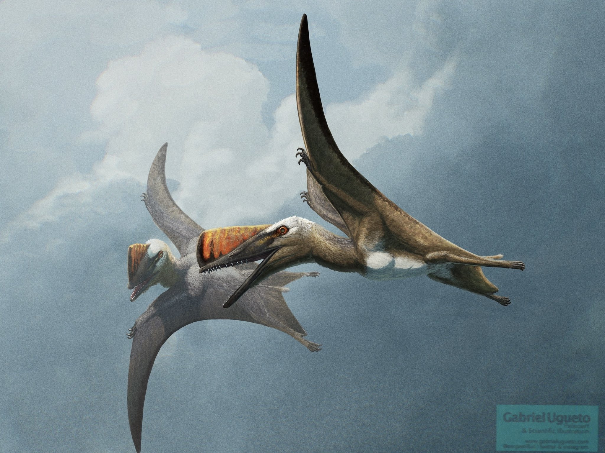 Pterosaur Flight Dynamics: New Research Reveals How Ancient Wings Took ...