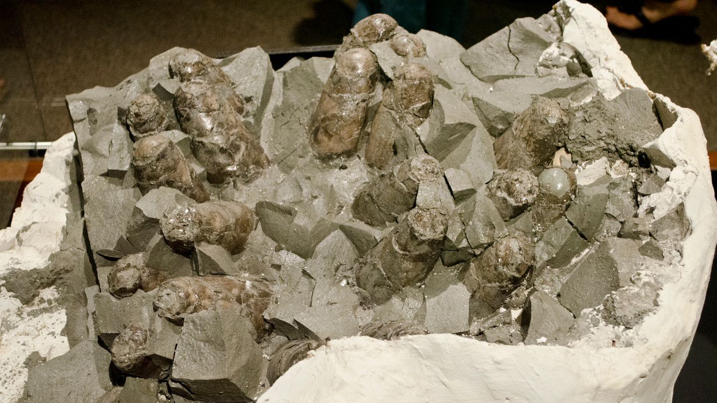 8 Types of Dinosaur Eggs That Unveil Secrets of Ancient Reproduction ...