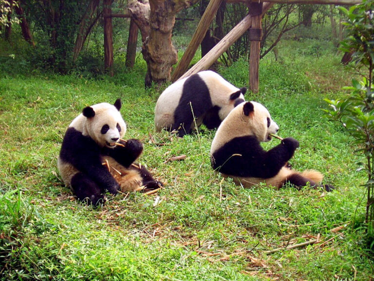 National Panda Day: 5 Captivating Facts About Giant Pandas – Dino World