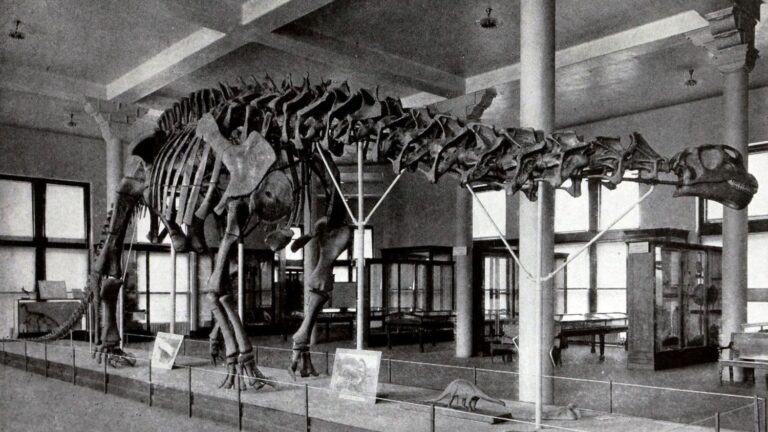 The Real Story of the Brontosaurus: A Dinosaur That Never Really ...