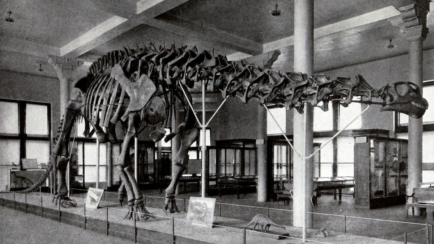 The Real Story of the Brontosaurus: A Dinosaur That Never Really ...