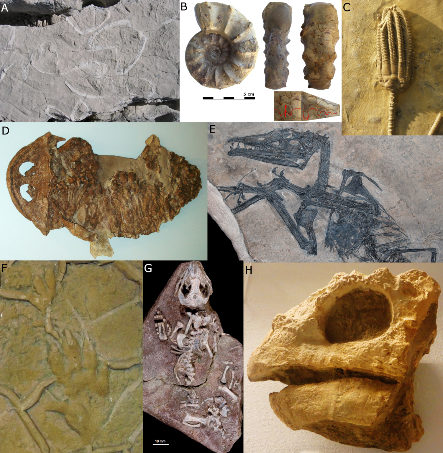 The Triassic Period: When Life Exploded and Dinosaurs First Took Hold ...