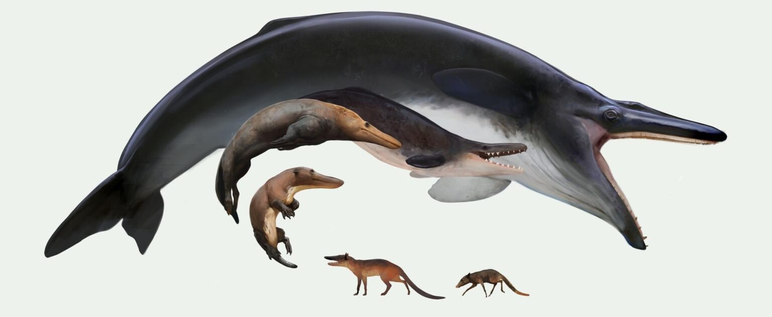 The Evolutionary Journey: How Whales Evolved from Land-Dwelling Mammals ...
